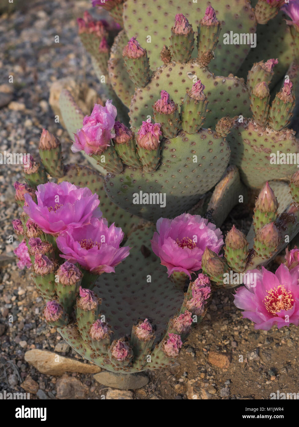 Flowering Pink Prickly Pear Cactus Stock Photo - Alamy