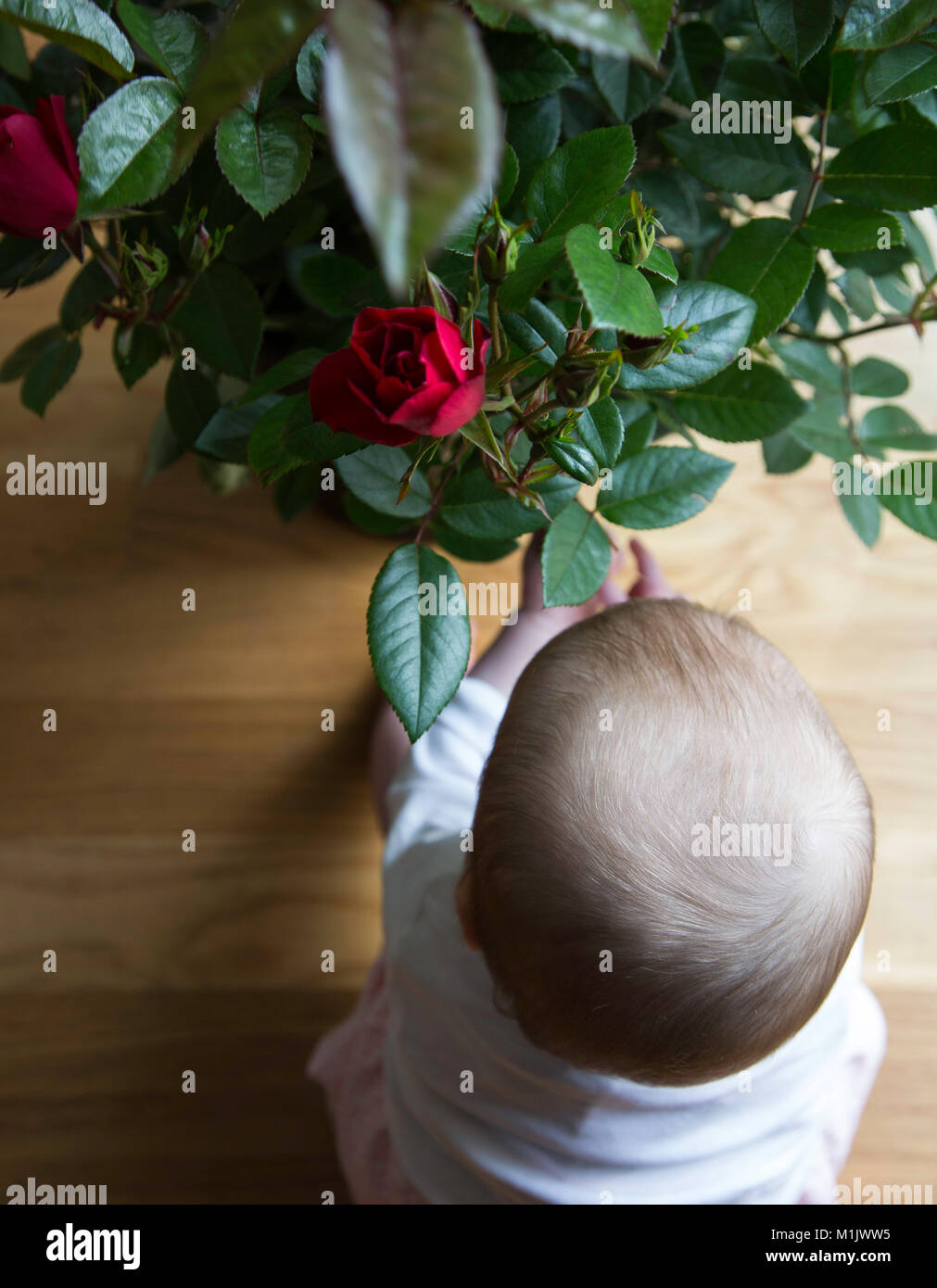 High Angle View of Baby Touching Rose Plant Stock Photo - Alamy