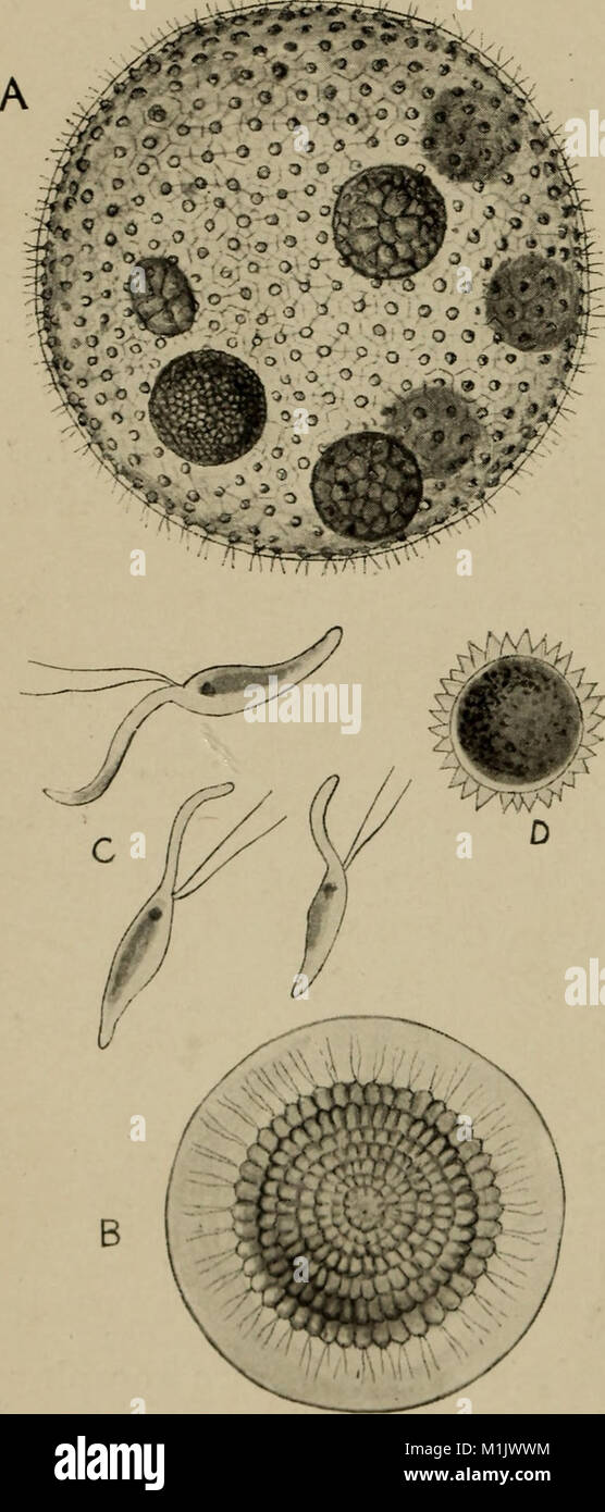 Animal forms; a second book of zoology (1902) (18169864696 Stock Photo ...