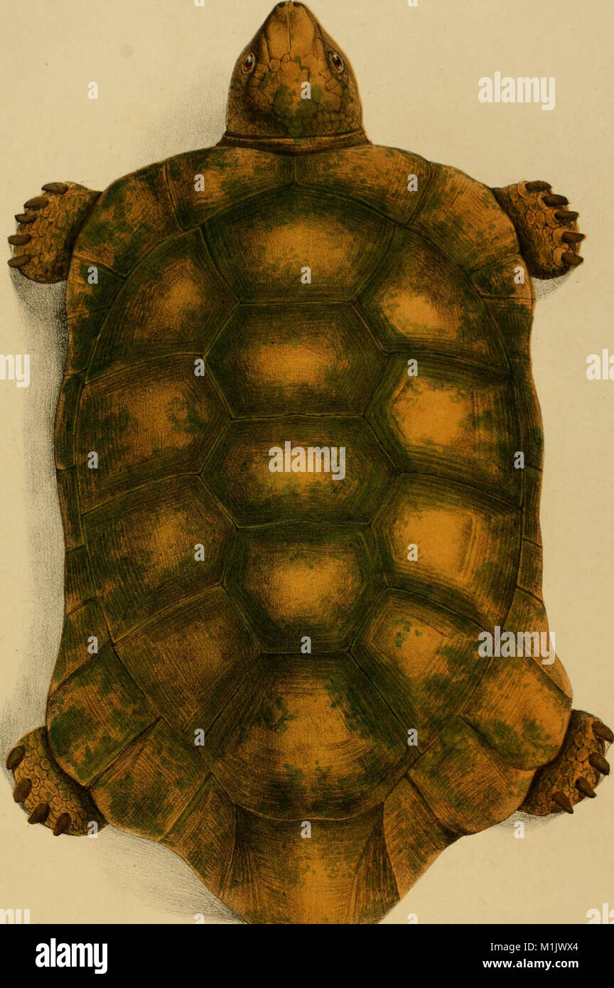 Nova sive species hi-res stock photography and images - Alamy