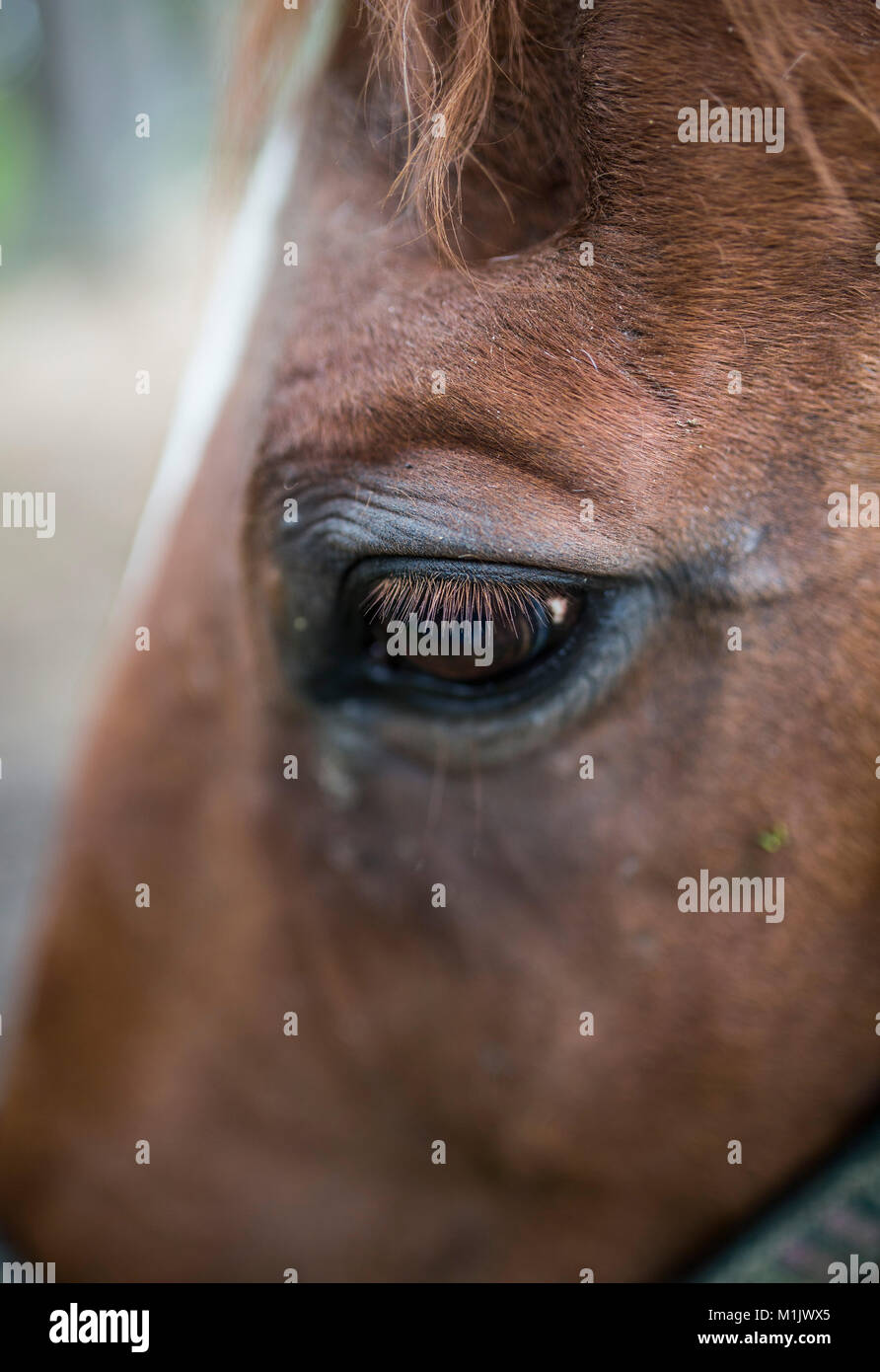 Close-Up of Horse's Eye Stock Photo - Alamy