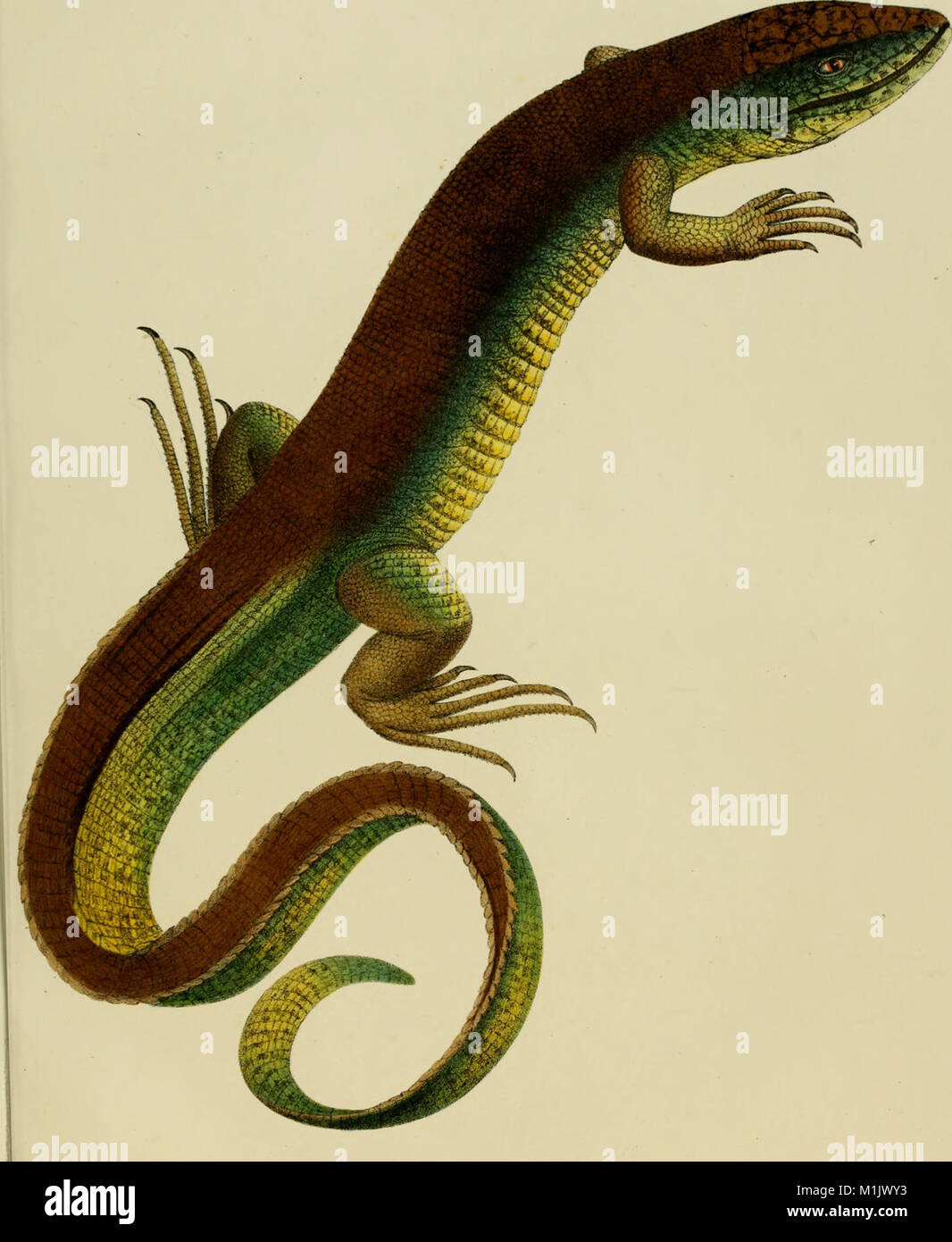 *Animalia Nova* (182) describes new species of lizards discovered ...