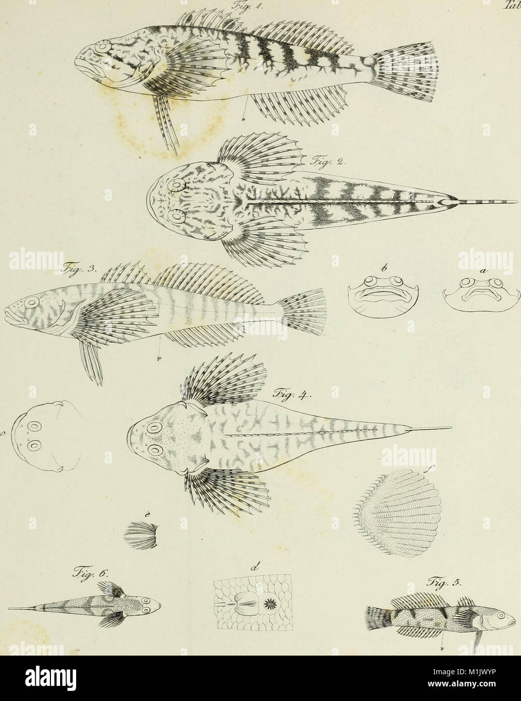 A scientific journal from 1840, published by the Vienna Museum of ...