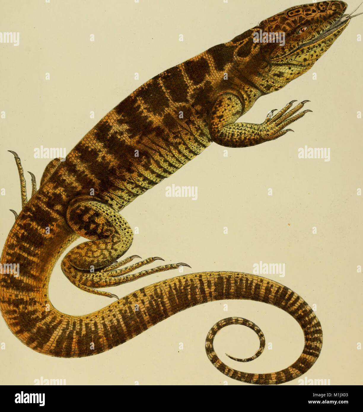 Nova sive species hi-res stock photography and images - Alamy