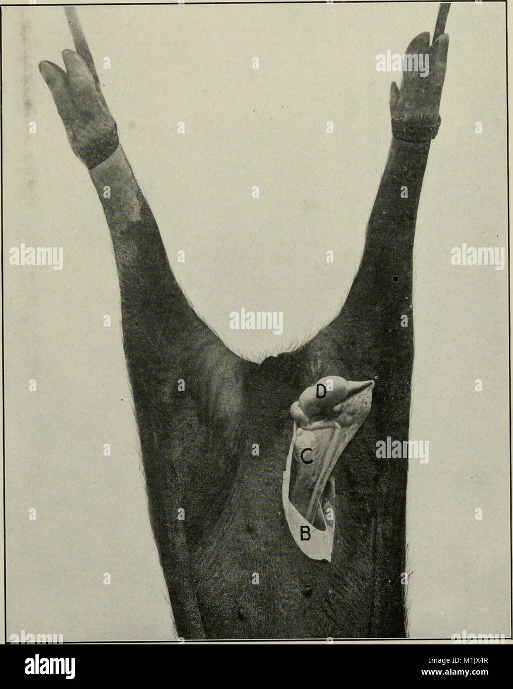 A 1920 guide on animal castration, aimed at students and practitioners ...