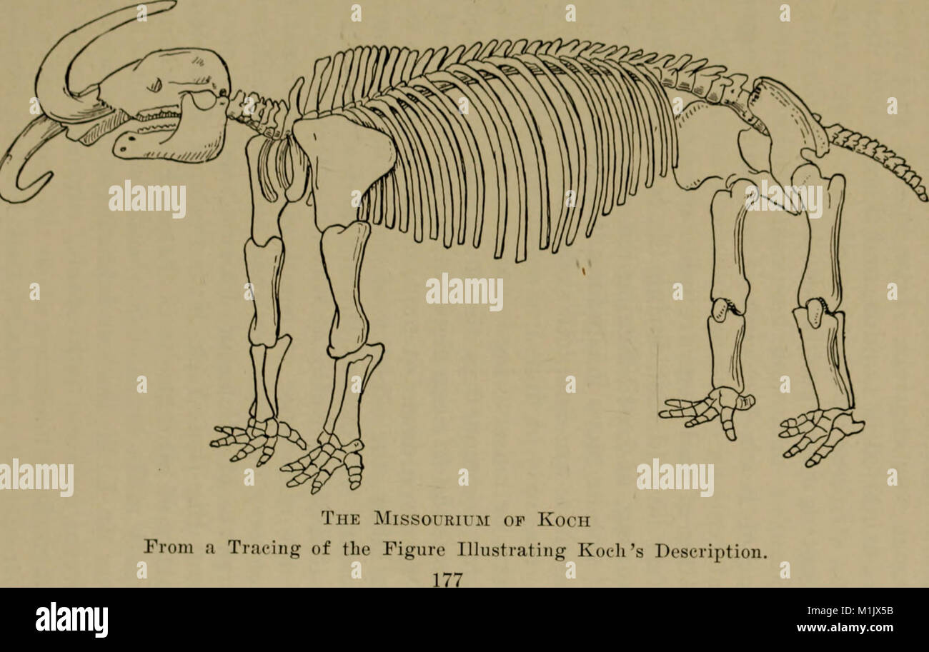 Animals of the past - an account of some of the creatures of the ...