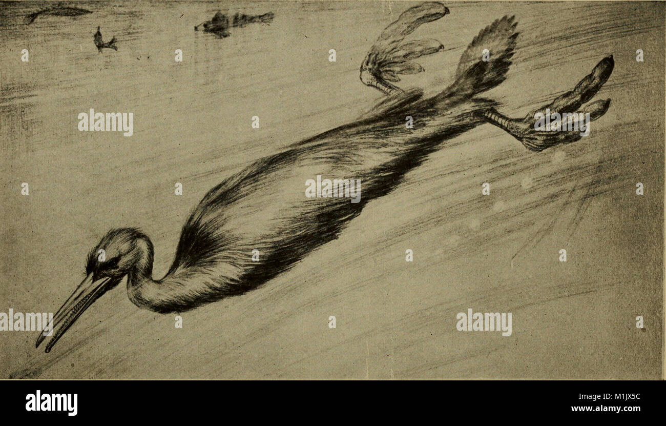 Animals of the past - an account of some of the creatures of the ...