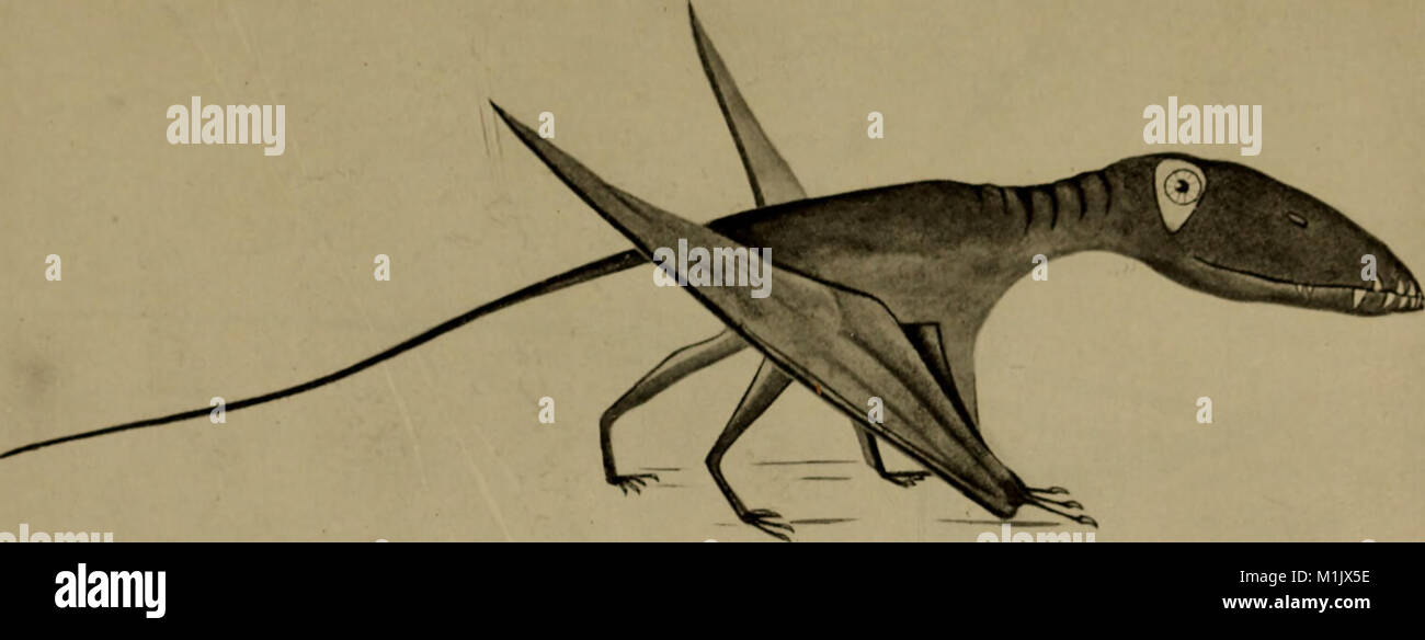 Various prehistoric creatures hi-res stock photography and images - Alamy