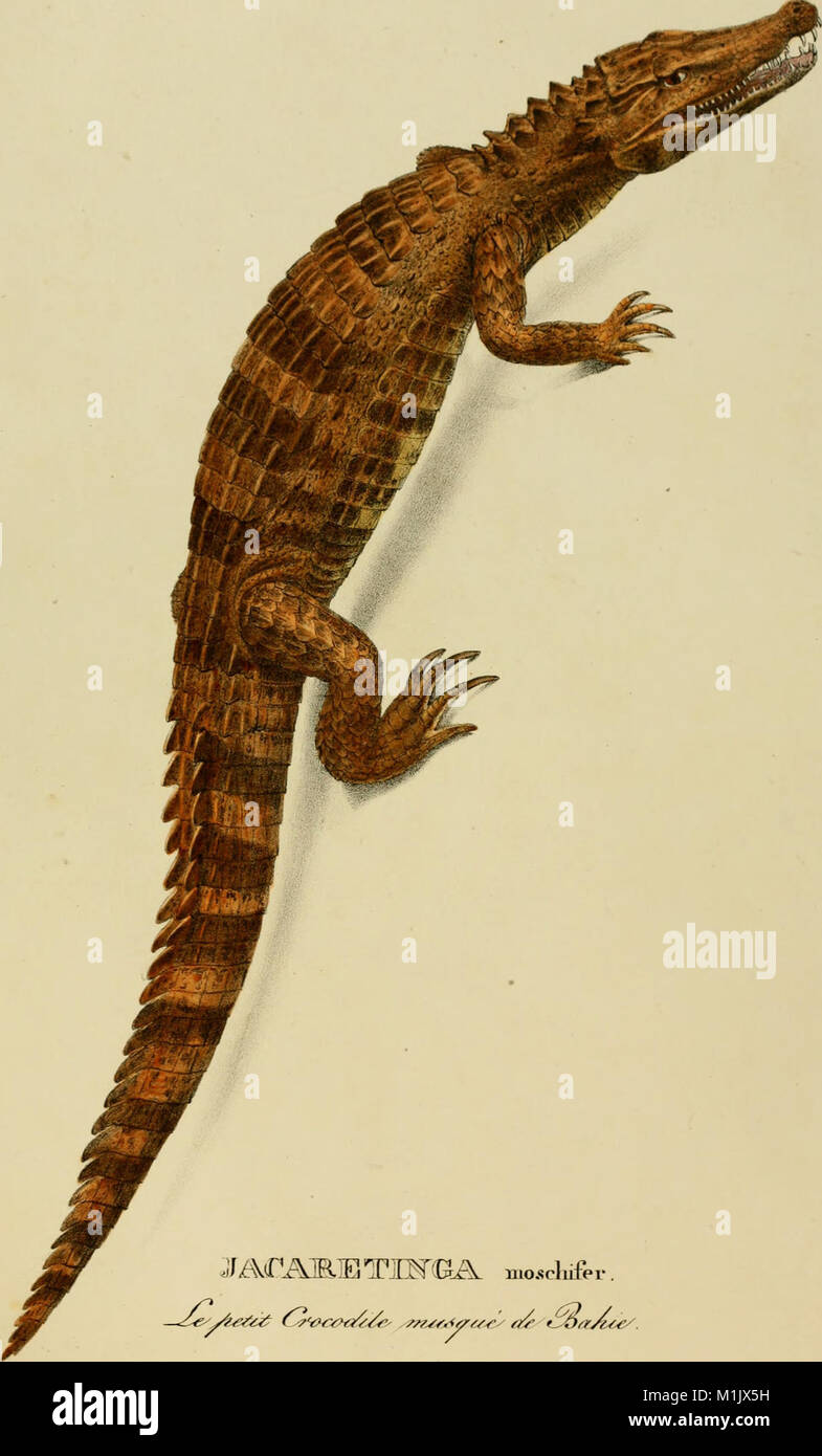 This work describes new species of lizards discovered during a ...