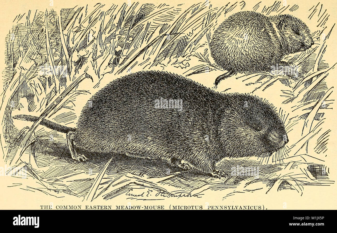 This 1911 work discusses the impact of wild animals on farm ...