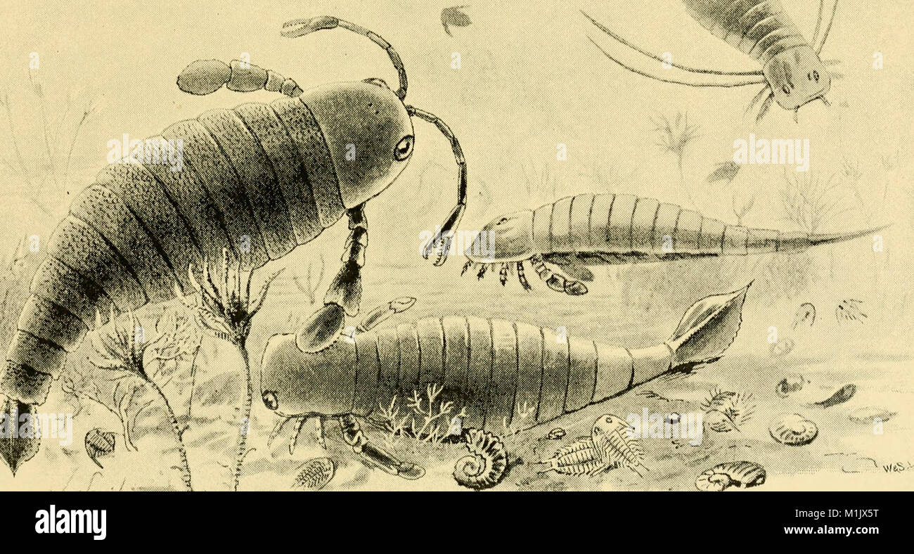 This work explores the prehistoric life of animals in North America ...