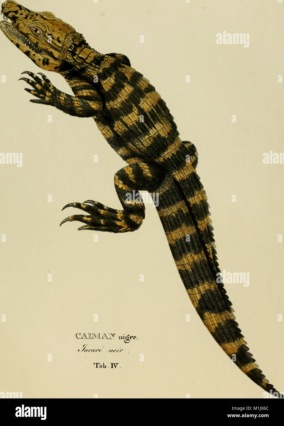 Animalia nova hi-res stock photography and images - Alamy