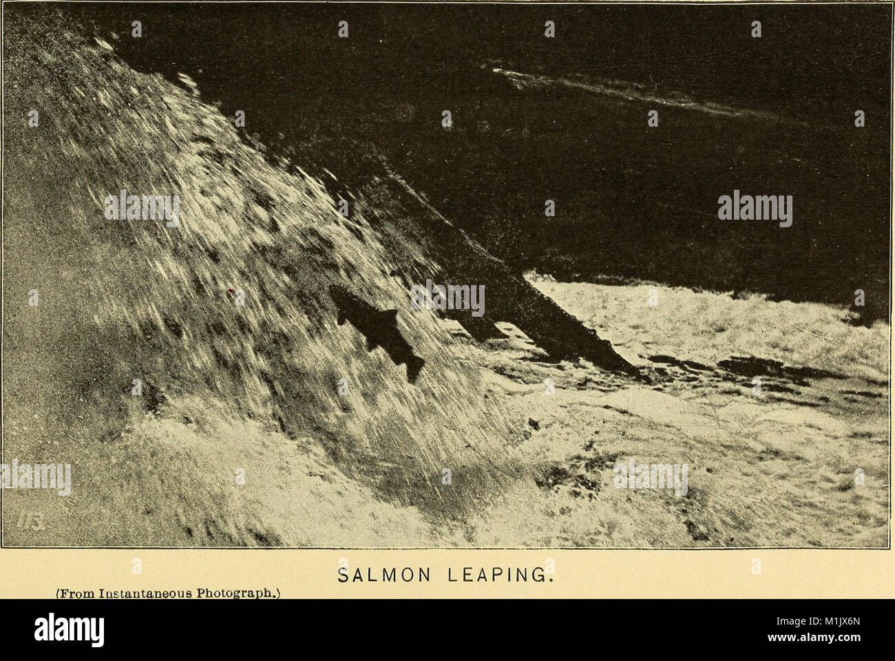'American Fishes' (1888) is a detailed work on the game and food fish ...
