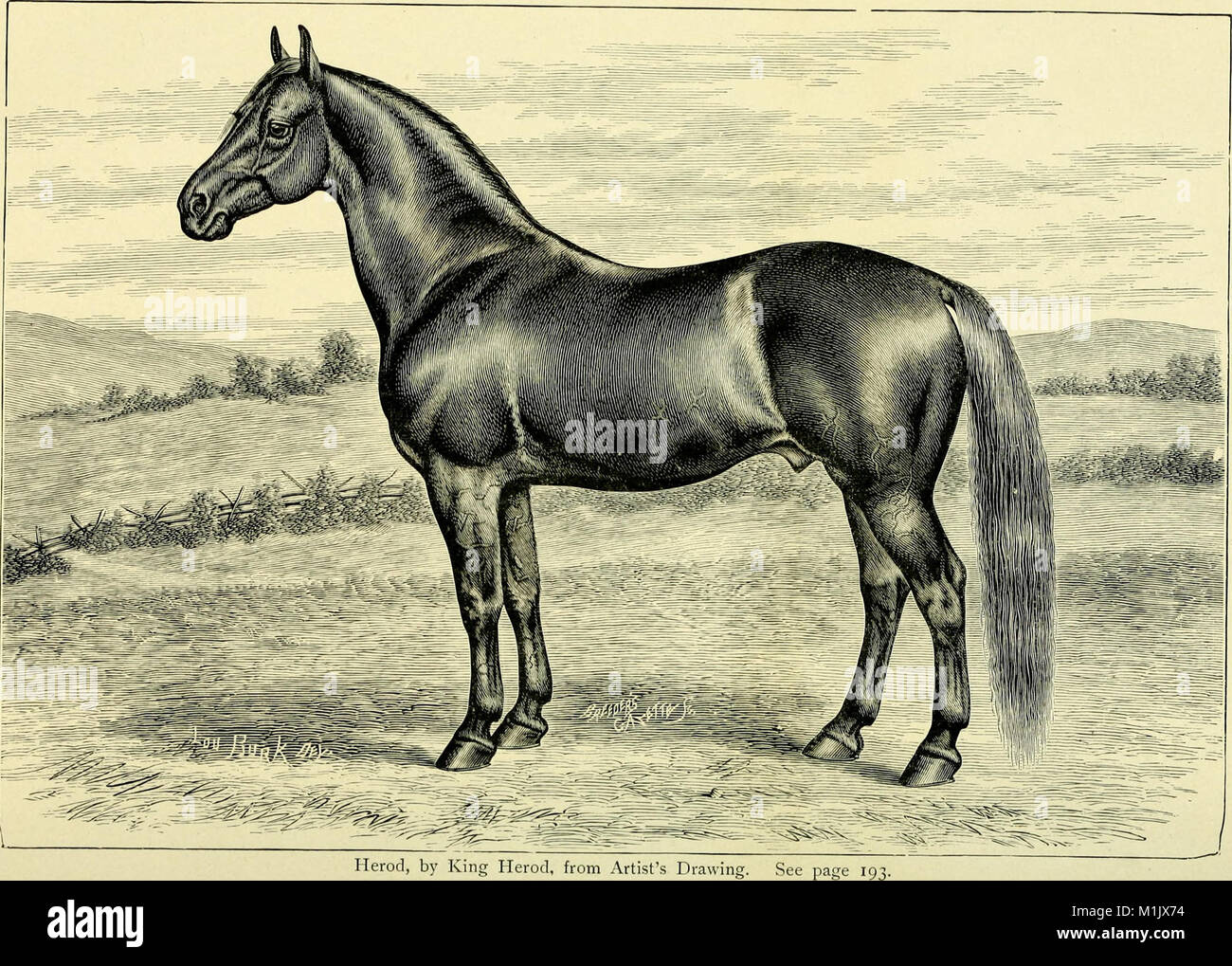 American stallions history hi-res stock photography and images - Alamy