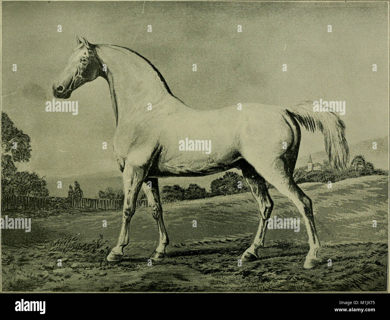 American stallions history hi-res stock photography and images - Alamy