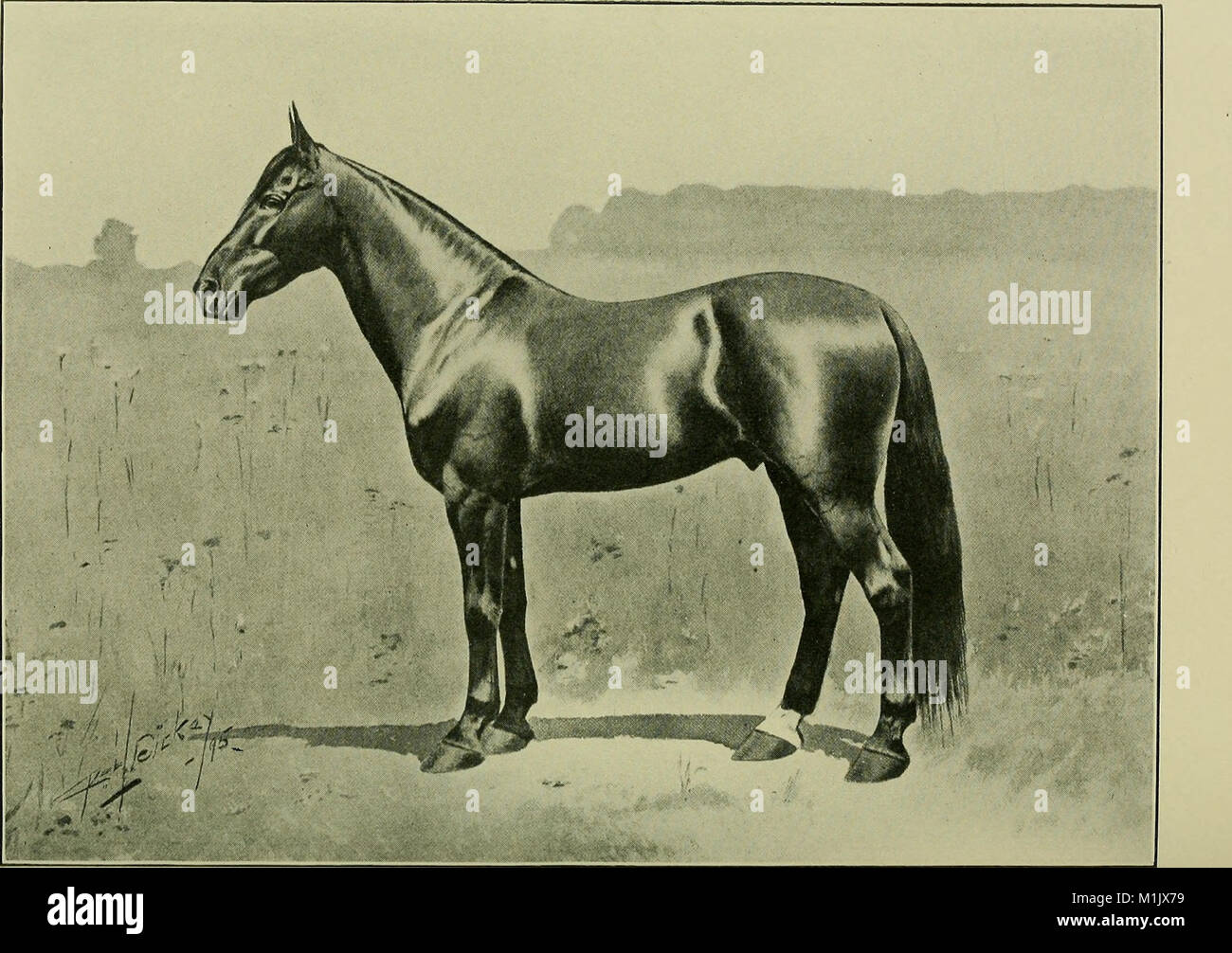 This register includes detailed records of American stallions prominent ...