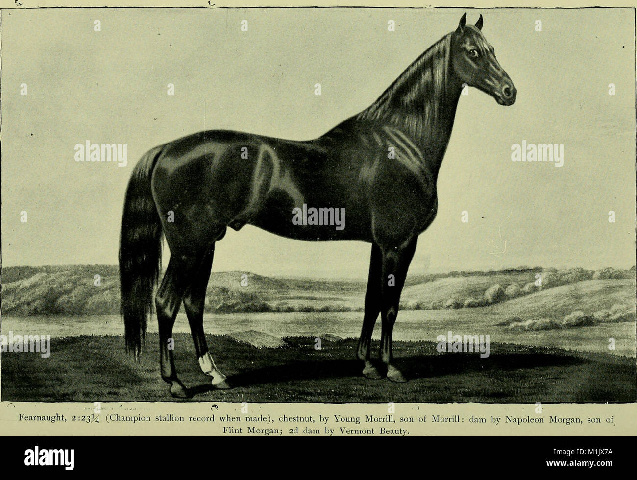 American stallion register - including all stallions prominent in the ...