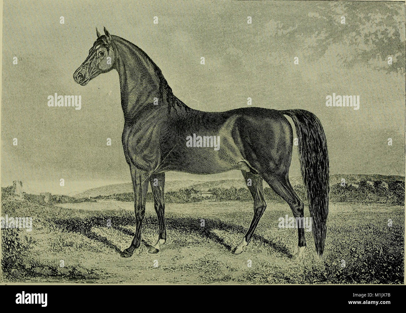 This register includes details of prominent American stallions involved ...