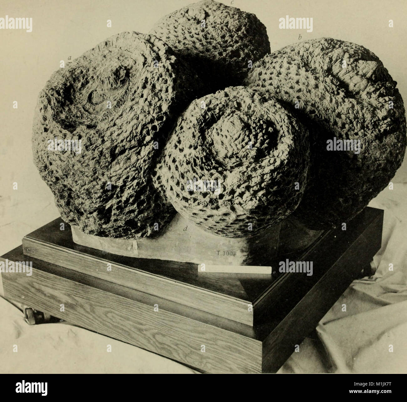 American fossil cycads (1906) (17959838760 Stock Photo - Alamy