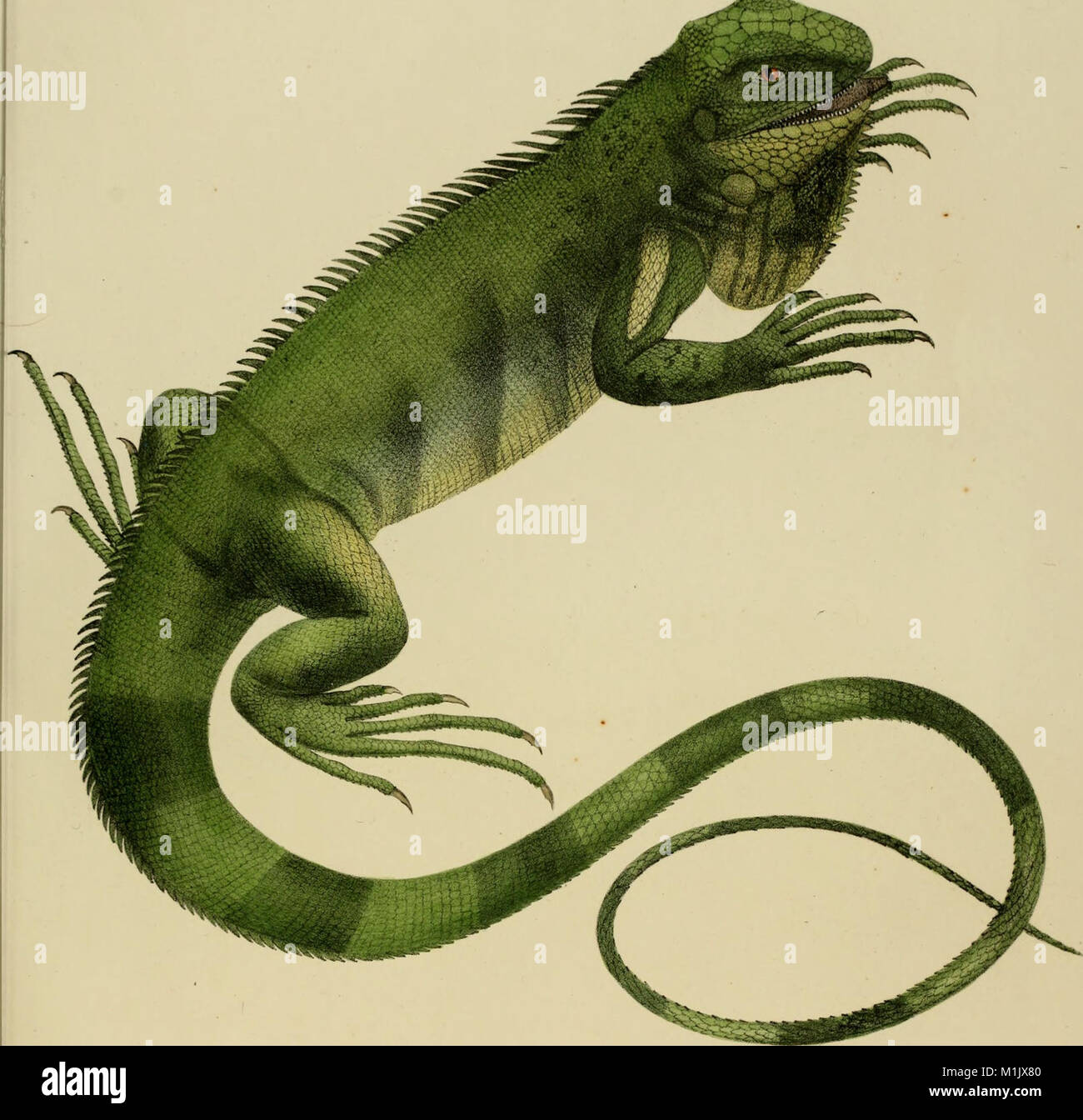 Animalia nova sive Species novae lacertarum quas in itinere per ...