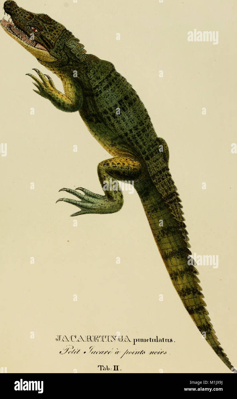 *Animalia Nova* (182) describes new species of lizards discovered in ...
