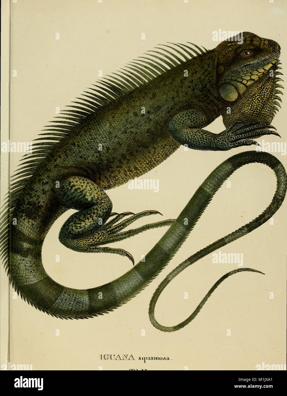 This zoological work describes new species of lizards discovered during ...