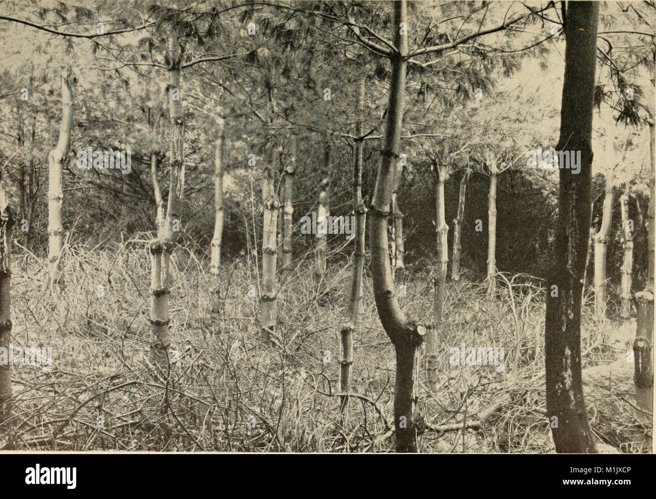 An annotated list of the important North American forest insects (1909 ...