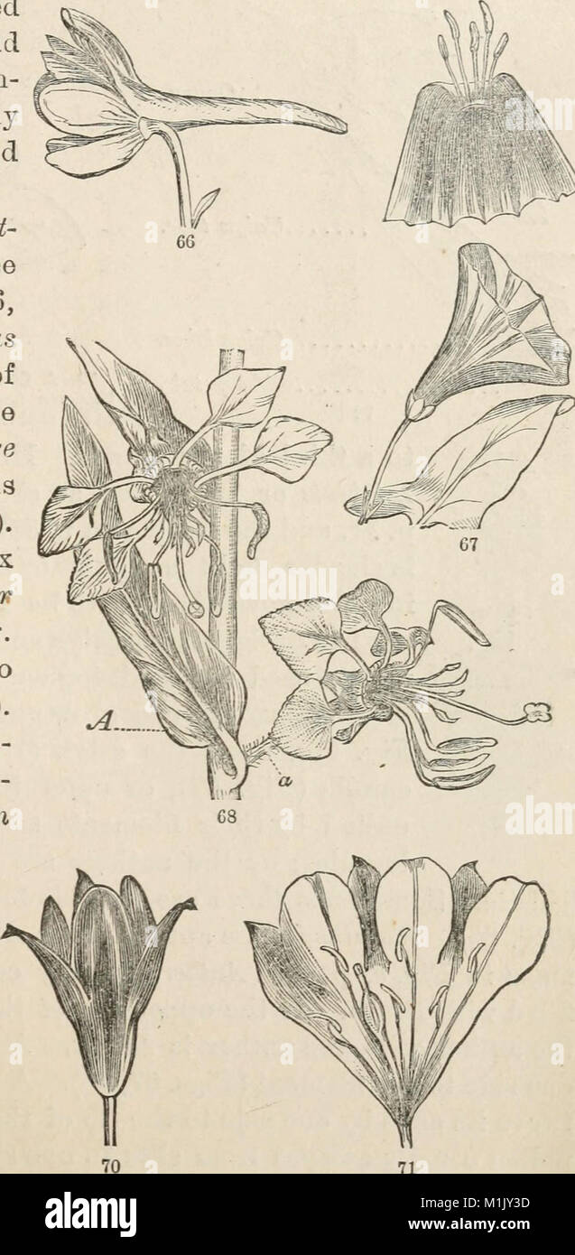 *A Popular California Flora* is a guide to the flowering plants of ...