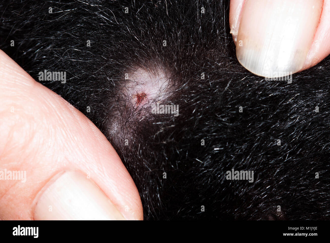 Crater caused by Paralysis Tick (Ixodes holocyclus) on paralysed female ...