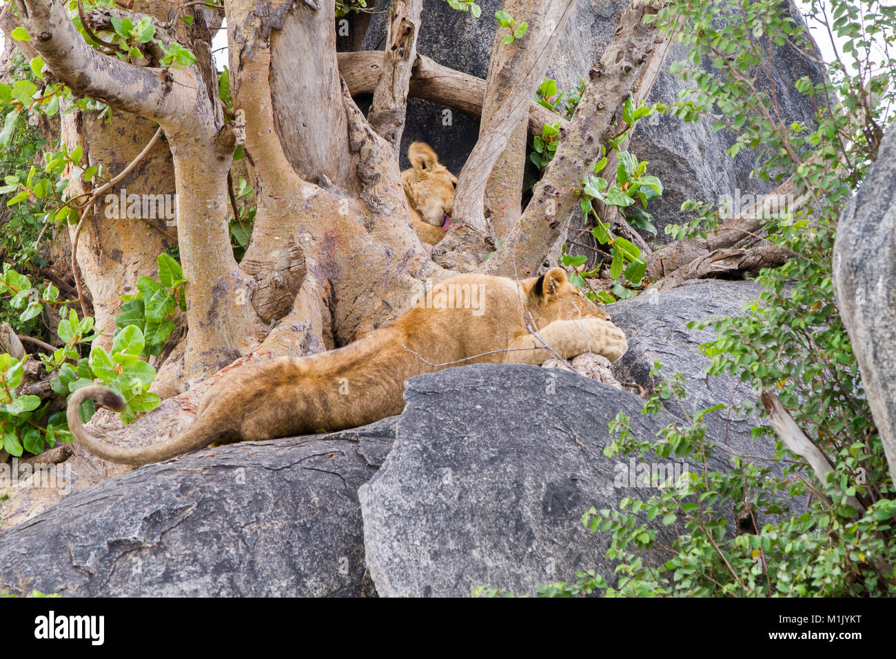 East African lion cubs (Panthera leo melanochaita), species in the ...