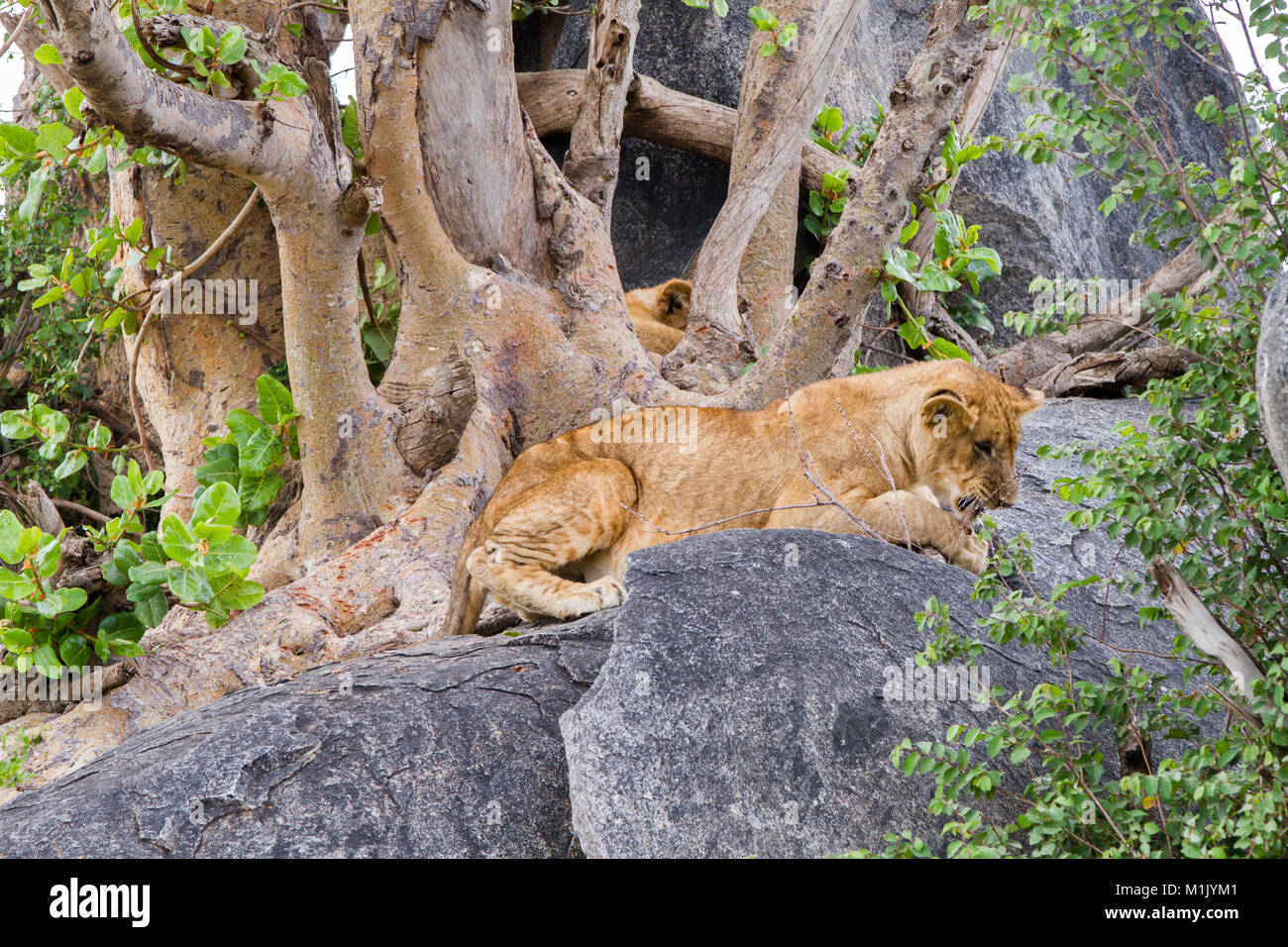 East African lion cubs (Panthera leo melanochaita), species in the ...
