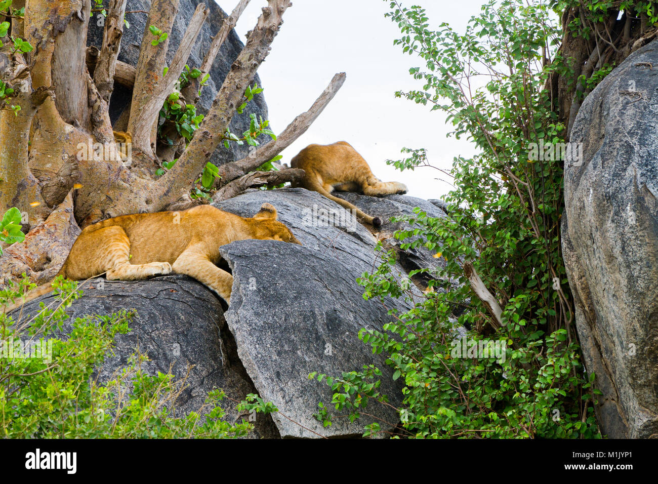 East African lion cubs (Panthera leo melanochaita), species in the ...