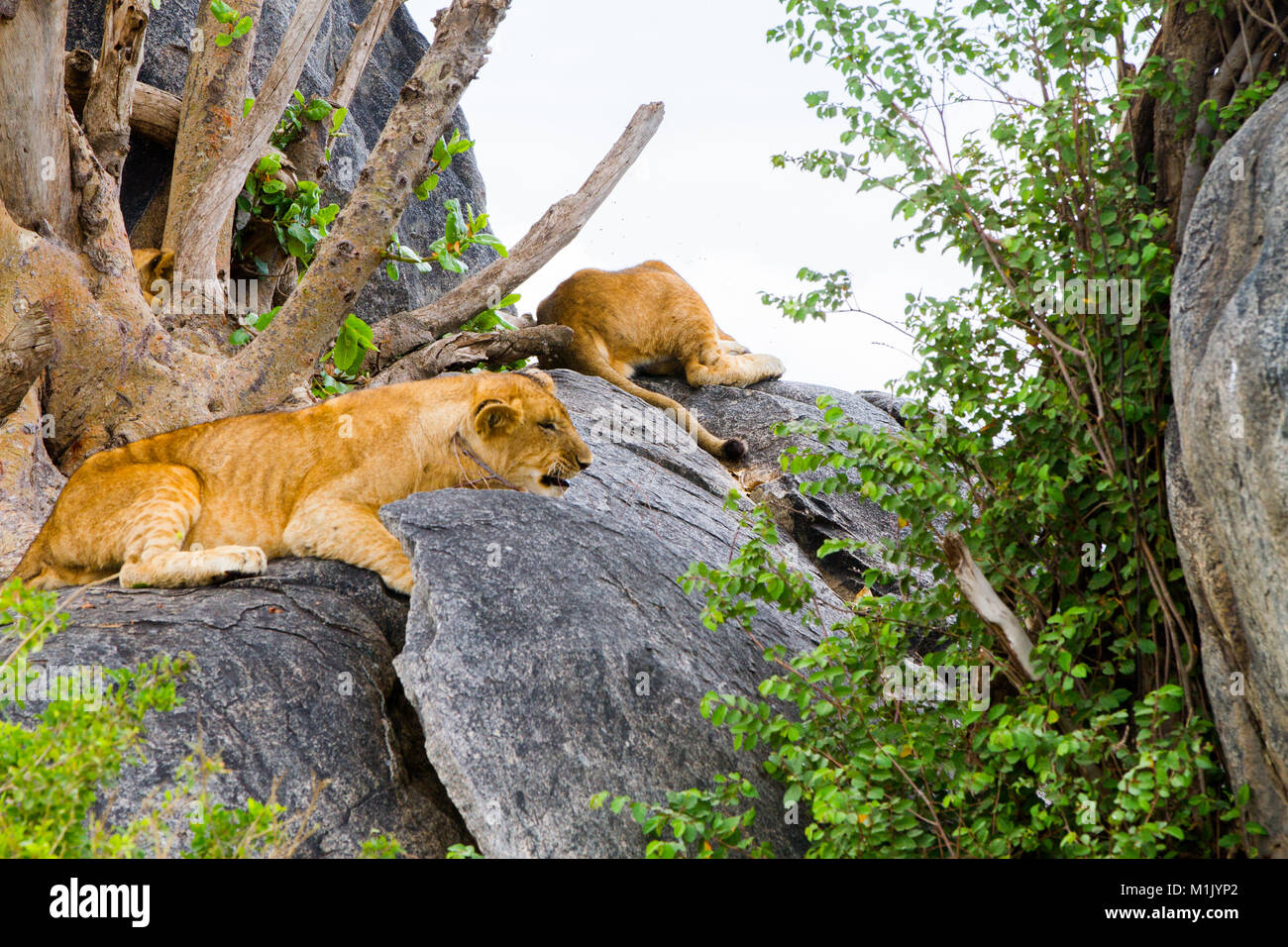 East African lion cubs (Panthera leo melanochaita), species in the ...