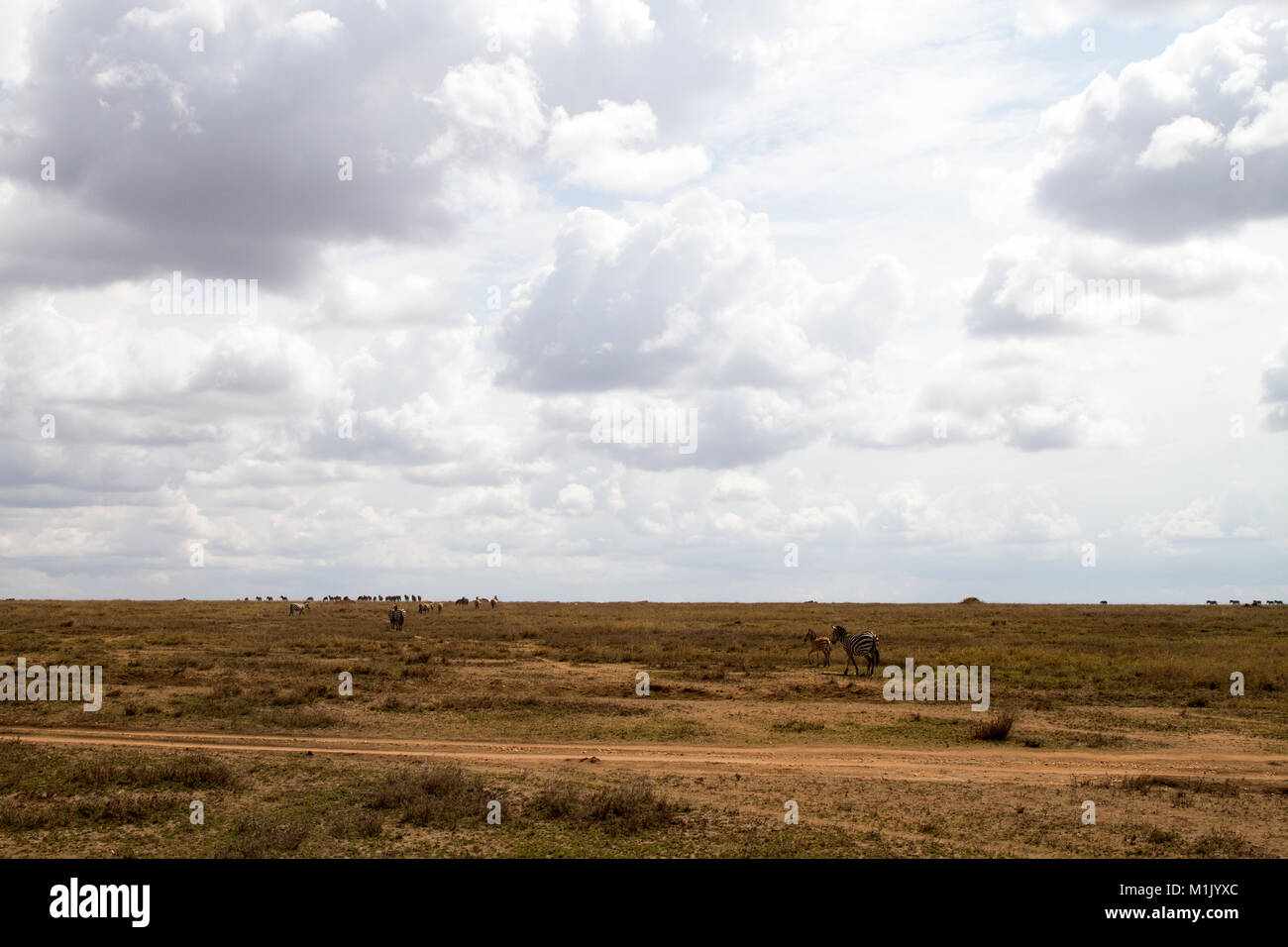 Serengeti National Park, Tanzanian national park in the Serengeti ...