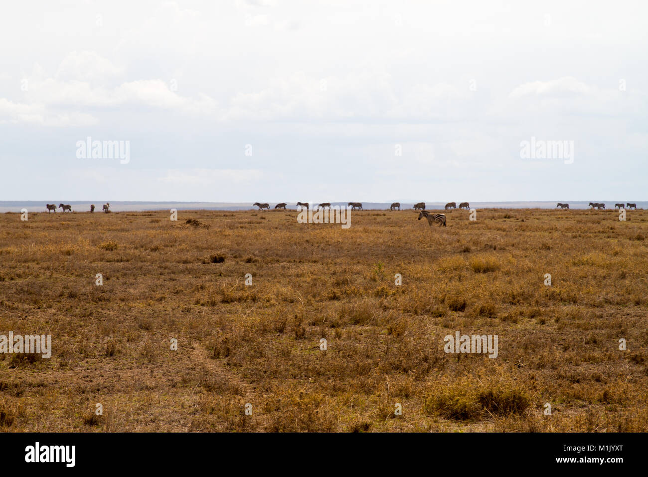 Serengeti National Park, Tanzanian national park in the Serengeti ...