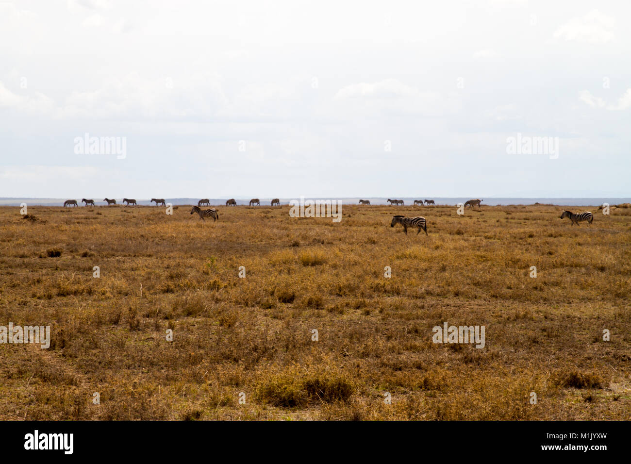 Serengeti National Park, Tanzanian national park in the Serengeti ...