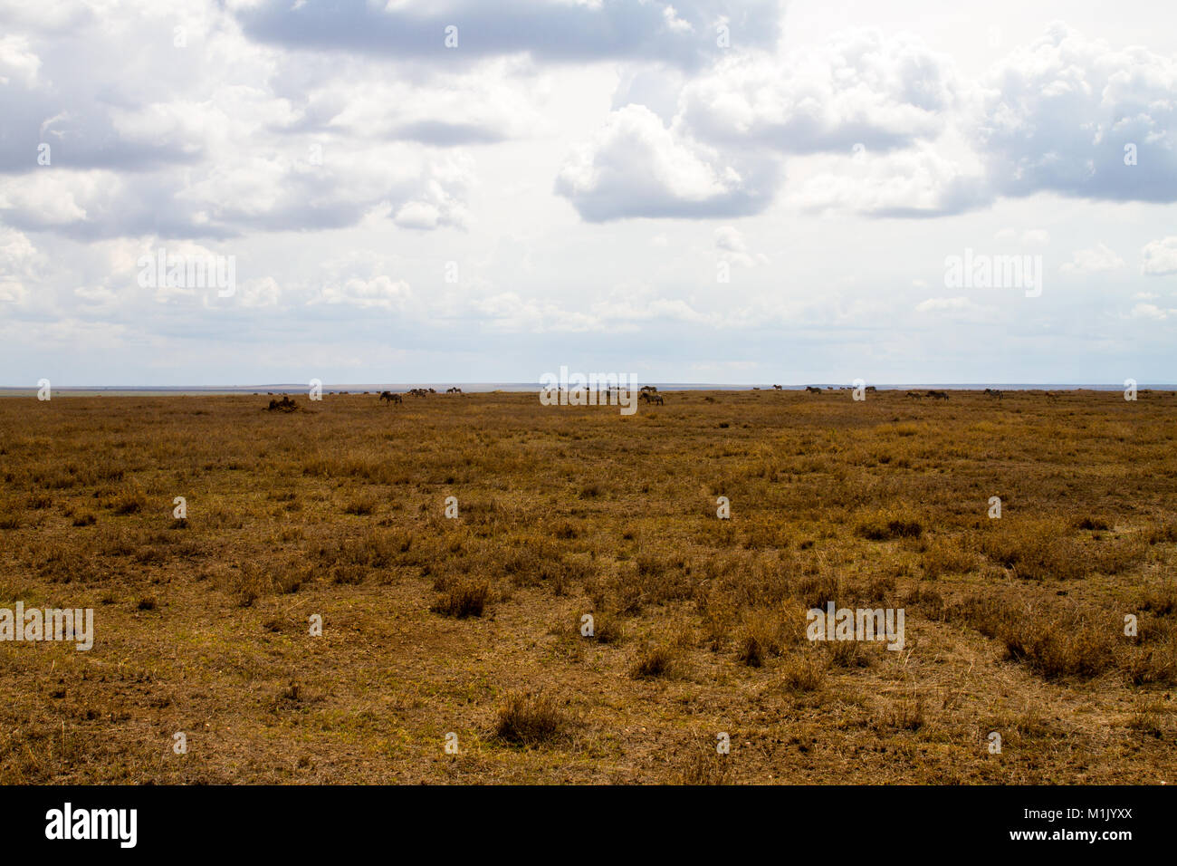 Serengeti National Park, Tanzanian national park in the Serengeti ...