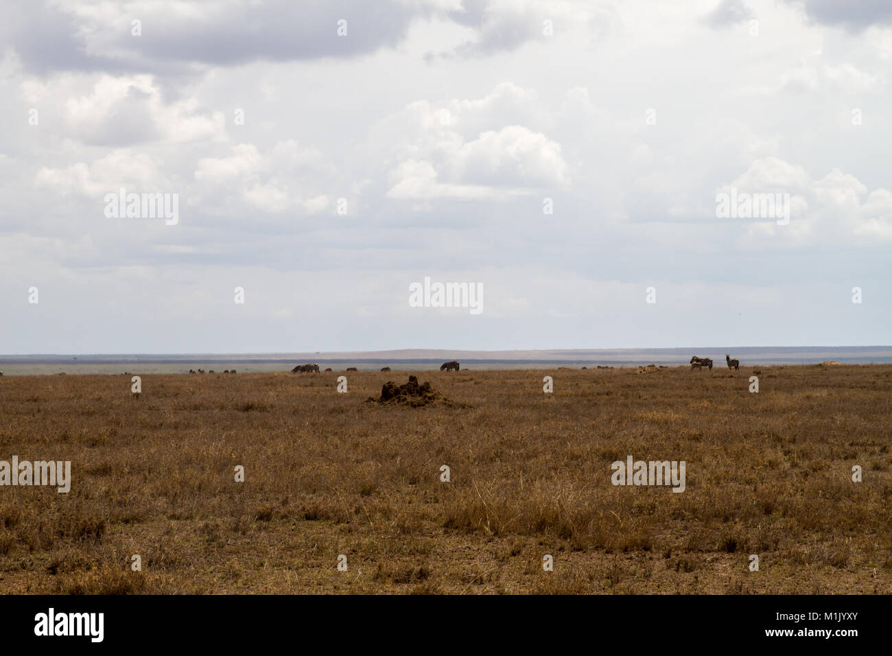 Serengeti National Park, Tanzanian national park in the Serengeti ...