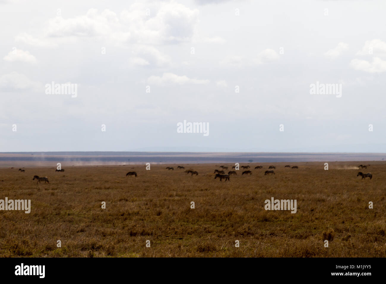 Serengeti National Park, Tanzanian national park in the Serengeti ...