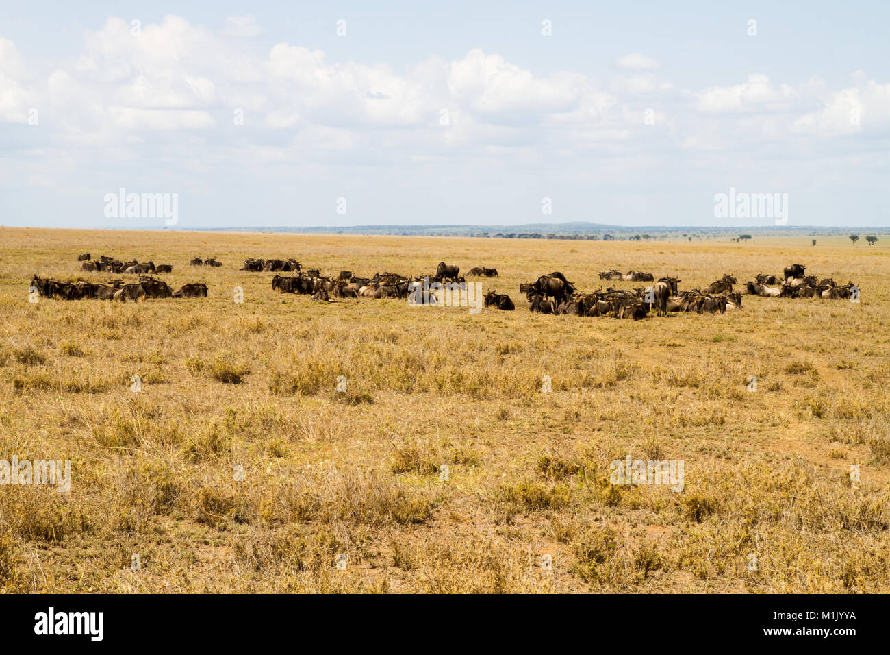 The blue wildebeest (Connochaetes taurinus), also called the common ...