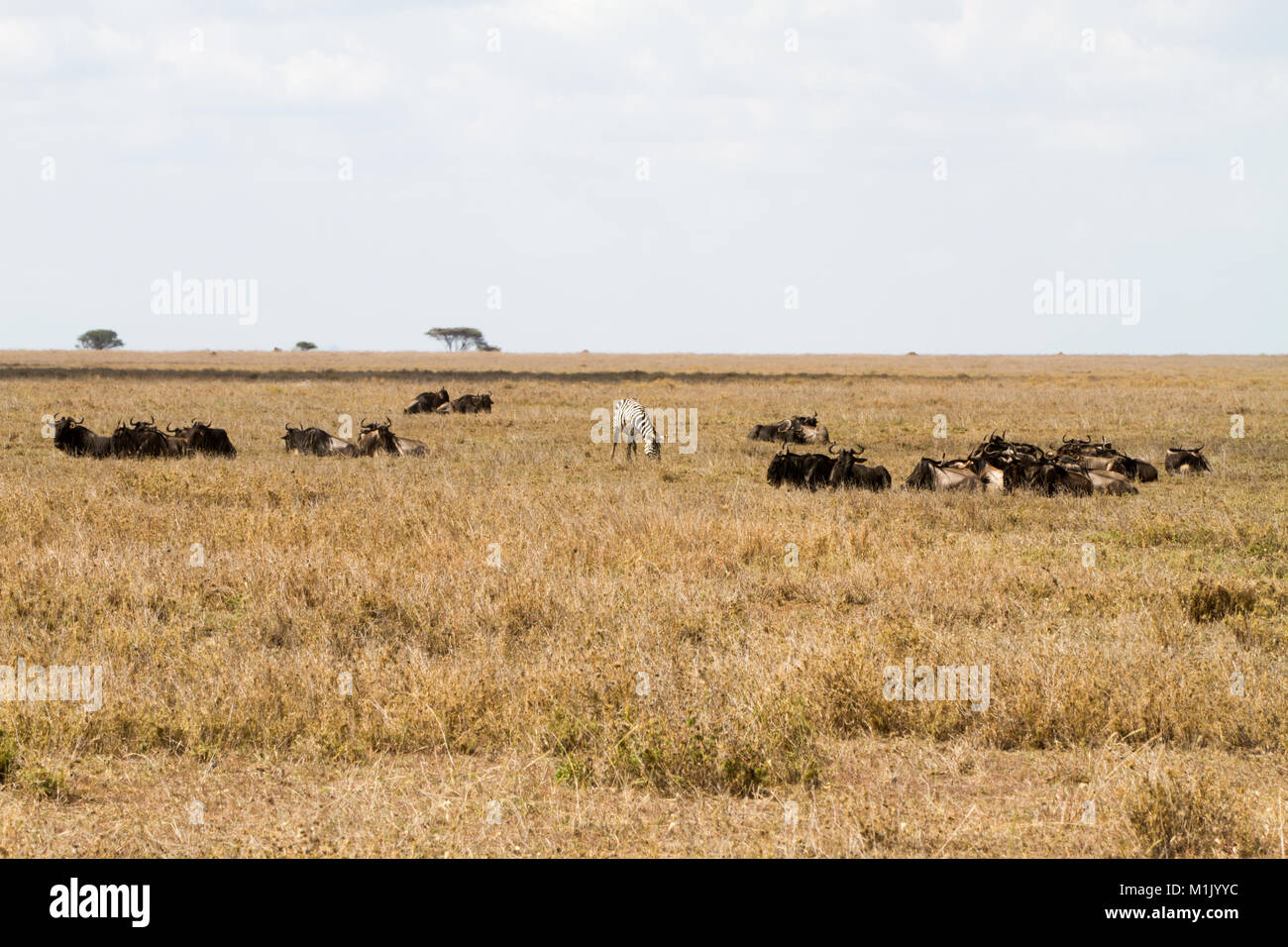 The blue wildebeest (Connochaetes taurinus), also called the common ...