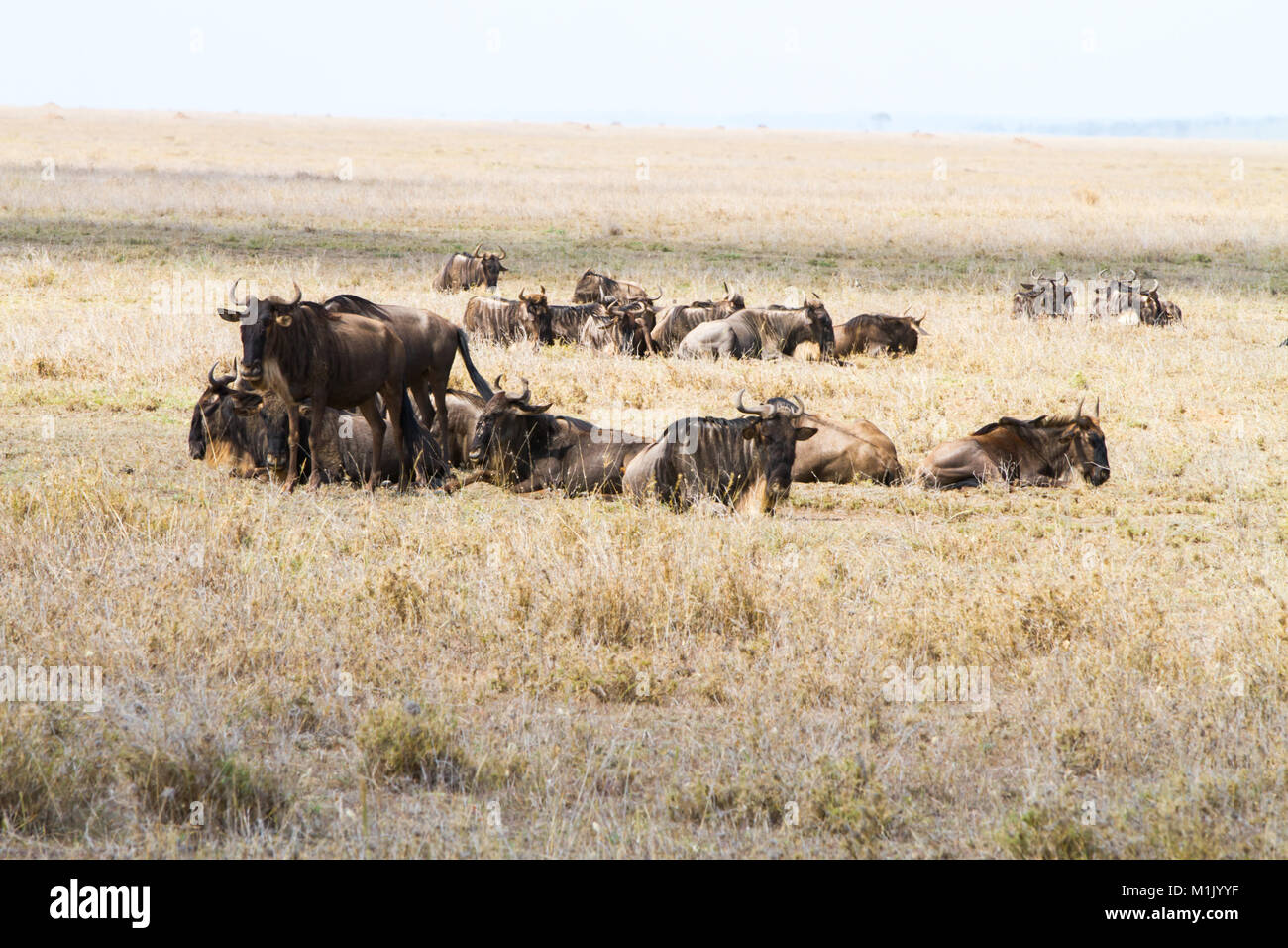 The blue wildebeest (Connochaetes taurinus), also called the common ...