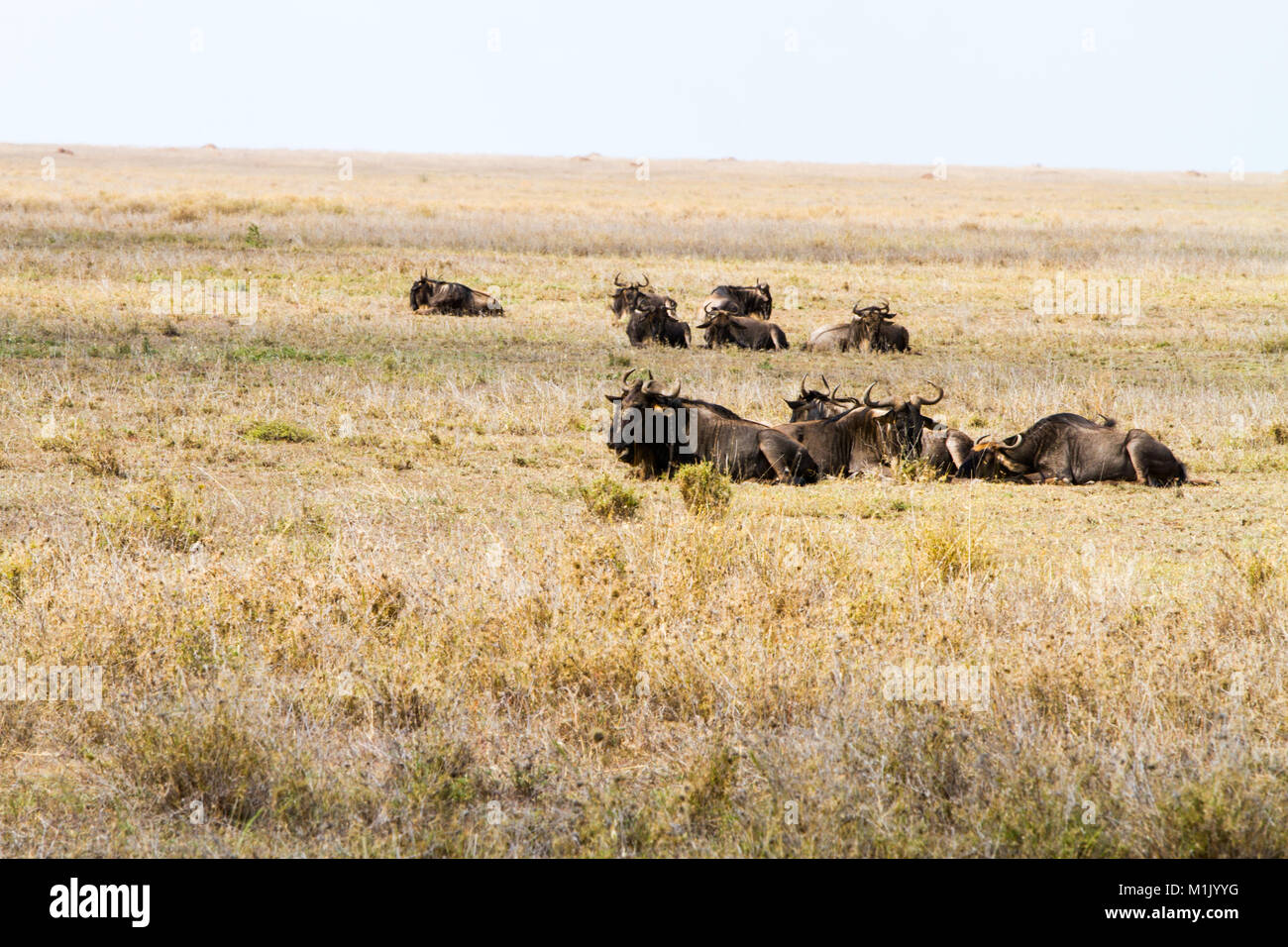 The blue wildebeest (Connochaetes taurinus), also called the common ...