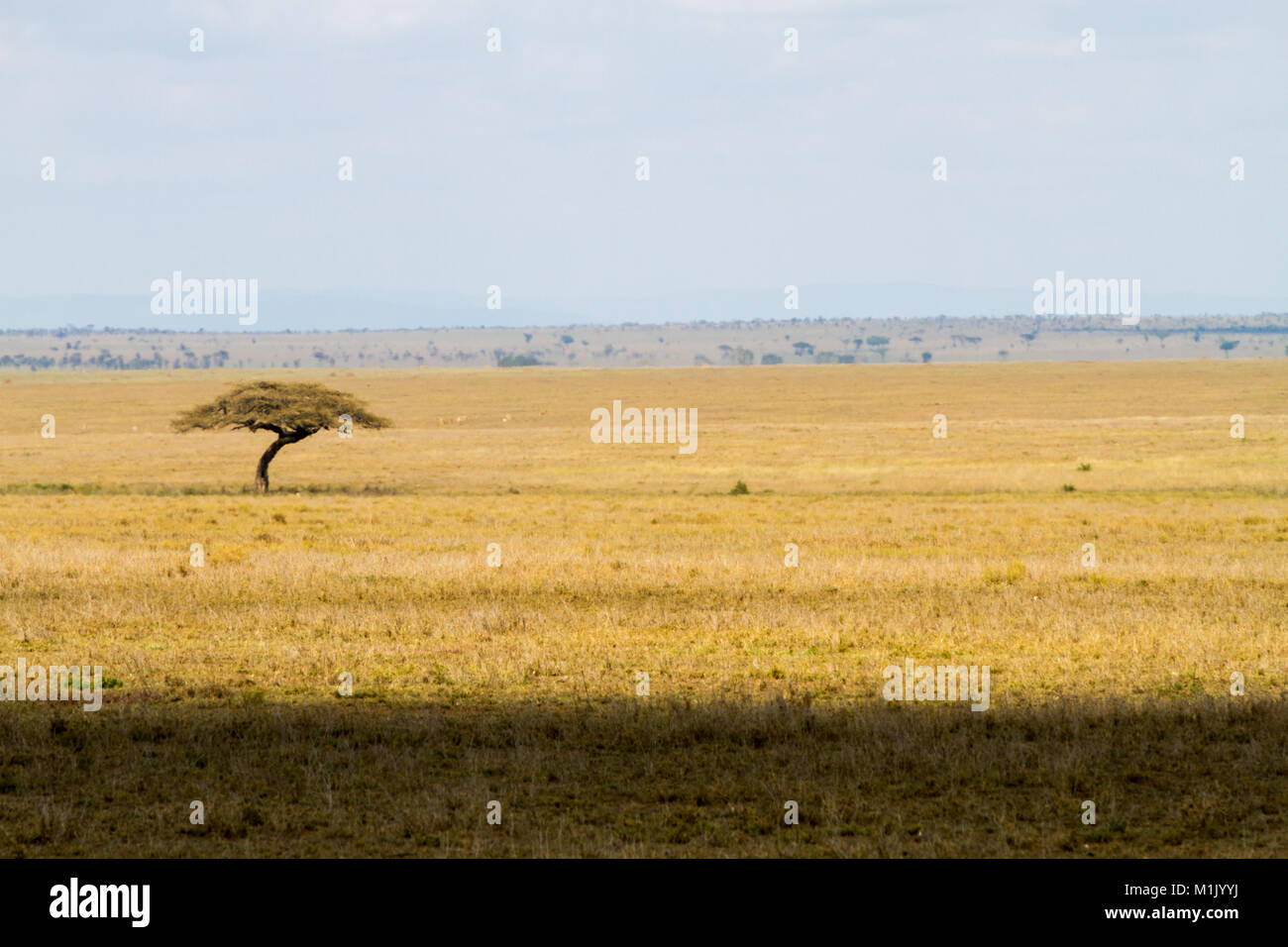 Serengeti National Park, Tanzanian national park in the Serengeti ...