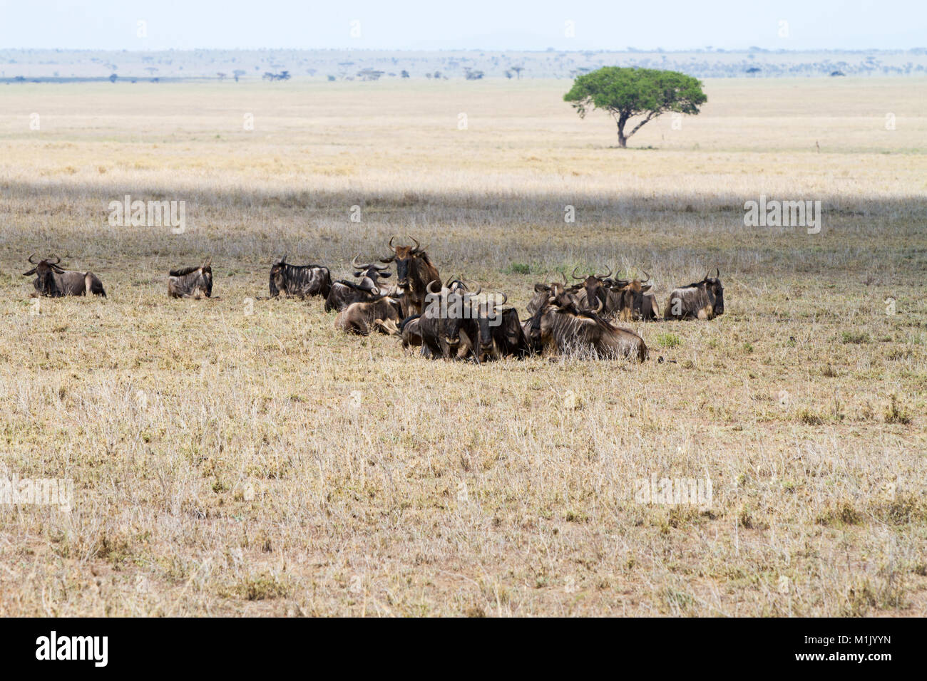 The blue wildebeest (Connochaetes taurinus), also called the common ...