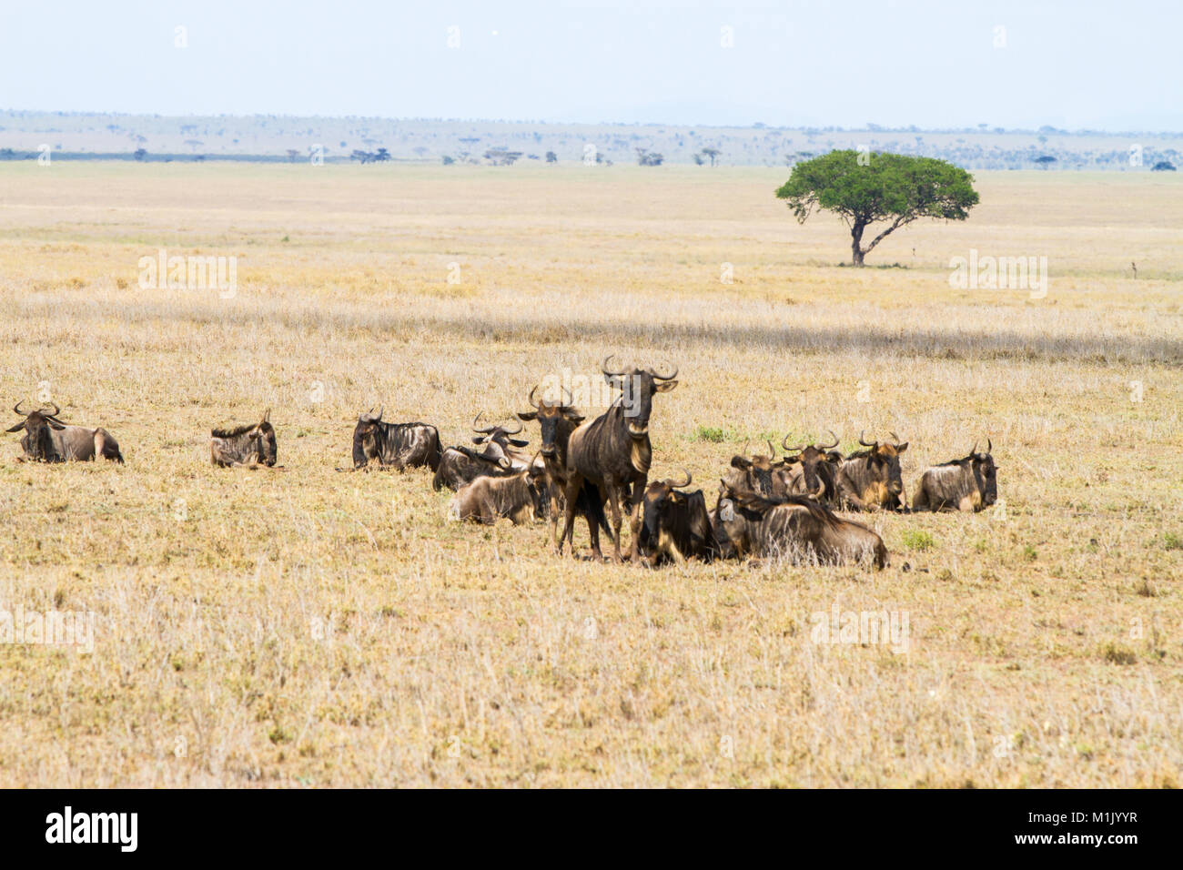 The blue wildebeest (Connochaetes taurinus), also called the common ...