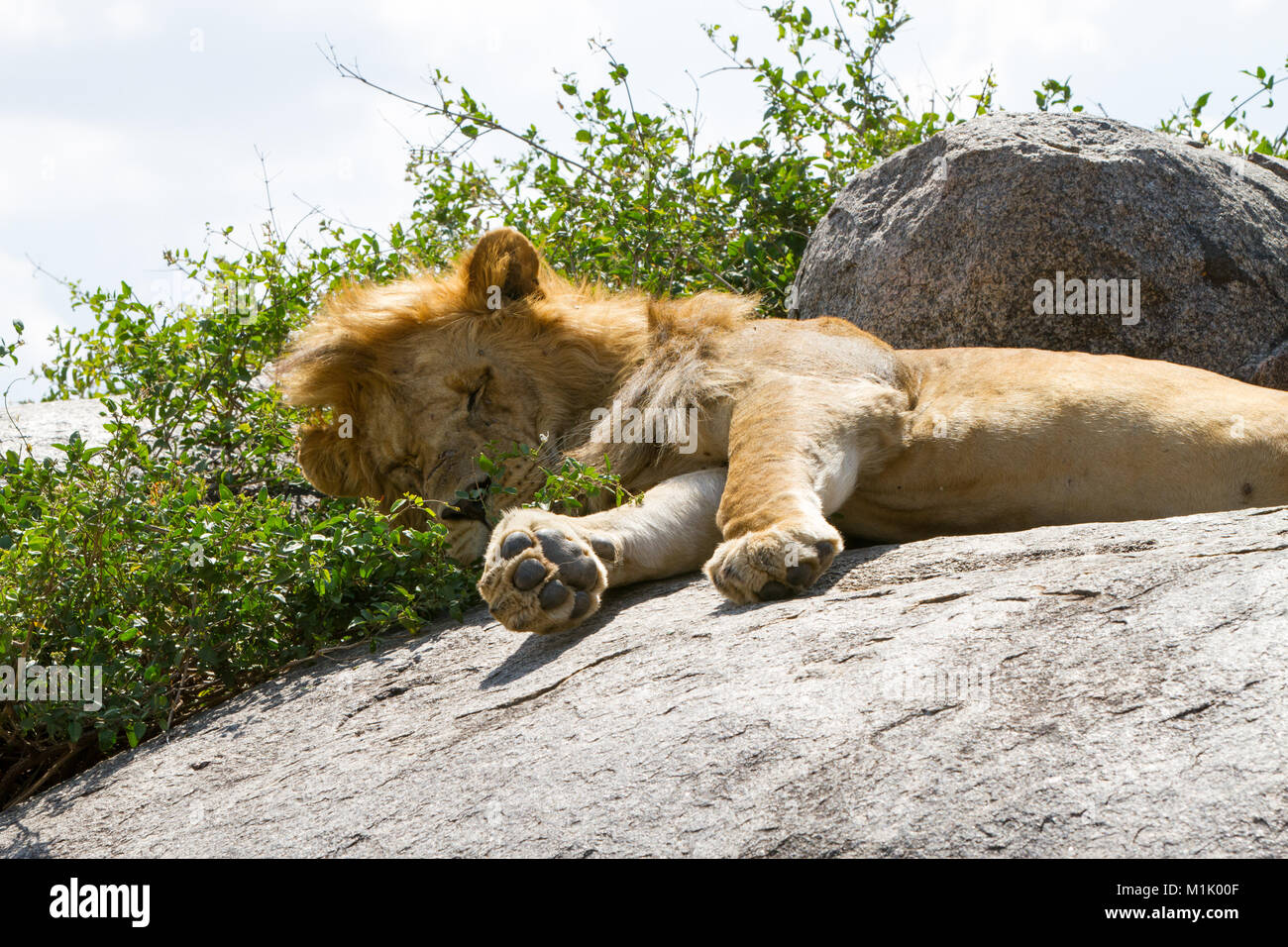 Male East African lion (Panthera leo melanochaita), species in the ...