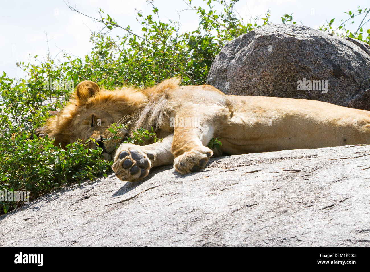 Male East African lion (Panthera leo melanochaita), species in the ...