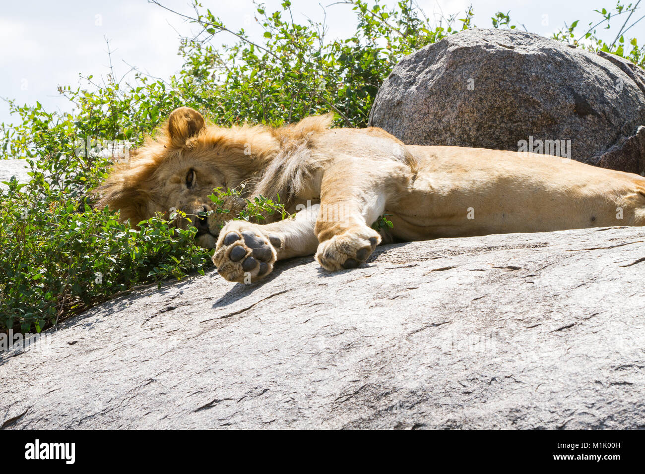 Male East African lion (Panthera leo melanochaita), species in the ...