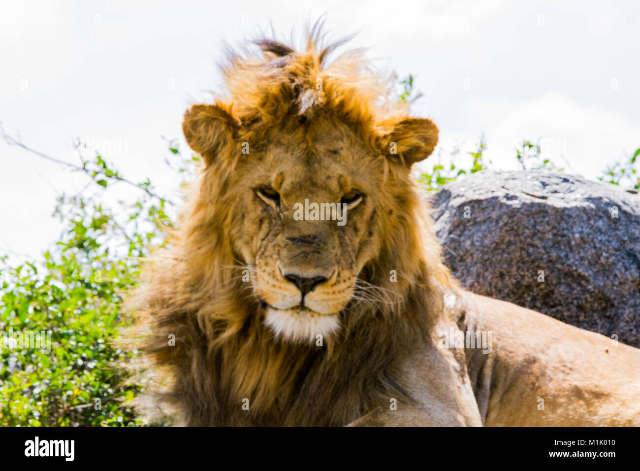 Male East African lion (Panthera leo melanochaita), species in the ...